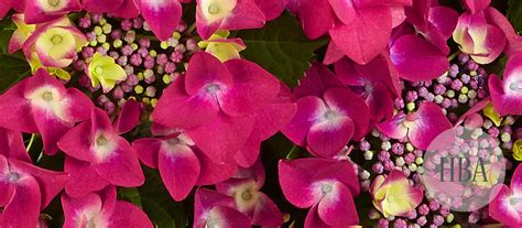 Frisbee® hot pink - Hydrangea Breeders Association