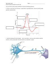 Lab 6 Prelab Neuron And Spinal Nerves Pdf A P I BIOL 3320 Nervous System And Spinal Cord Pre