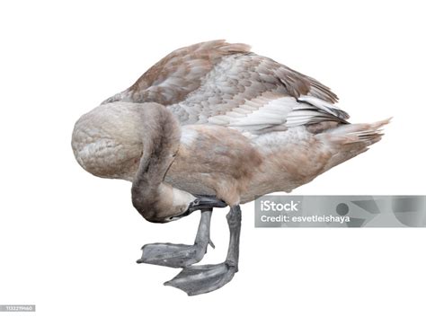 흰색 배경에 고립 된 큰 우아한 회색 백조 전체 길이 스완 백조가 닫힙니다 리버 버드 가금류에 대한 스톡 사진 및 기타 이미지