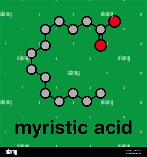 Myristic Tetradecanoic Acid Saturated Fatty Acid Molecule Stylized Skeletal Formula Chemical