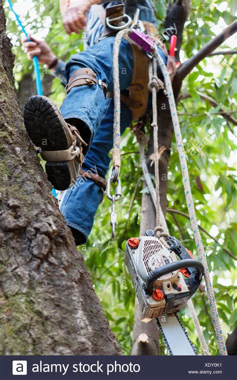 Tree Trimmer Stock Photos Tree Trimmer Stock Images Alamy