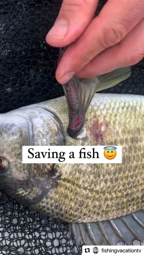 Saving Fish 🙏🙏 Fishing Fish Best Nature Wallpapers Nature Wallpaper
