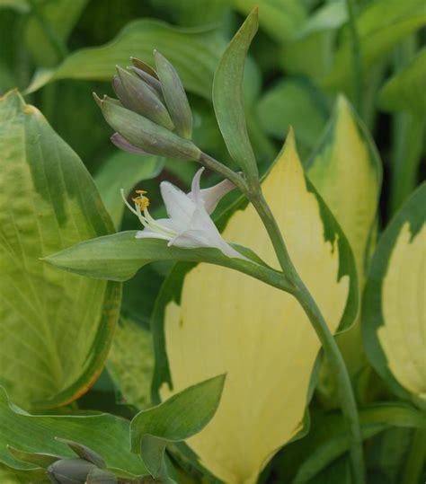 Hosta Pauls Glory Pauls Glory Hosta from Prides Corner Farms