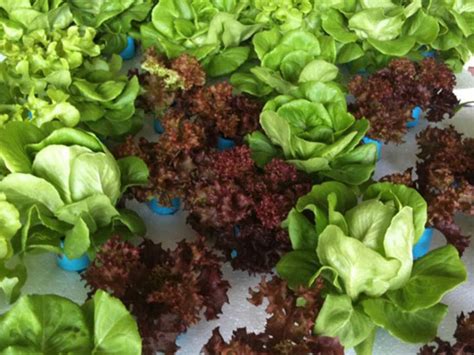 Hydroponic Float Large Tray