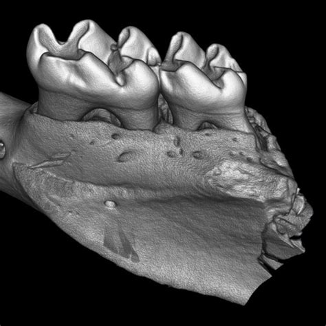 Quantum Gx3 Microct System Revvity