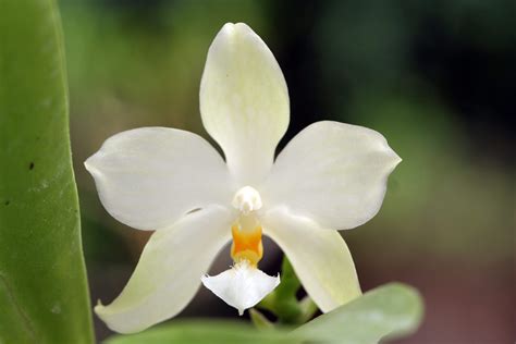 Phalaenopsis Micholitzii