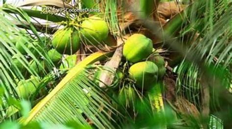 Mga Pagkaing ‘pinas Sarap Ng Buko Ihahain Ngayong Huwebes Gma News Online