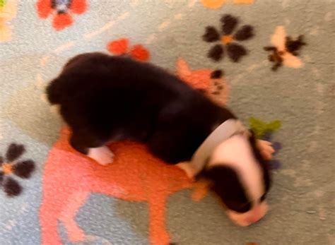 Lightning Jp Corgi Ranch