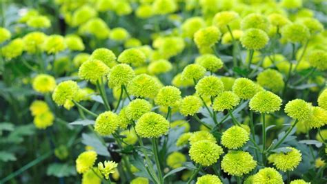 19 Stunning Green Flowers Thatll Make Your Garden Glow