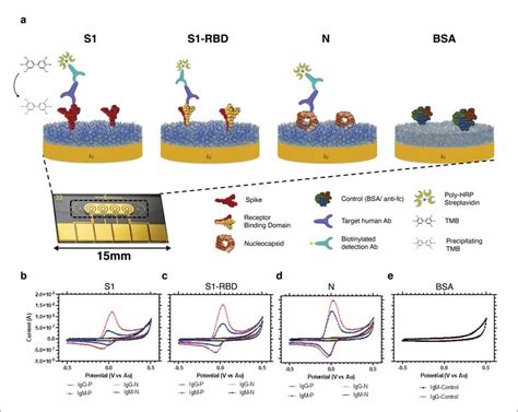 Multiplexed Electrochemical Sensor Platform Enables Simultaneous Detection Of Sars Cov 2 Rna And