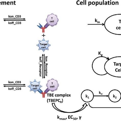 Pdf Development Of A Target Cell Biologics Effector Cell Tbe Complex Based Cell Killing