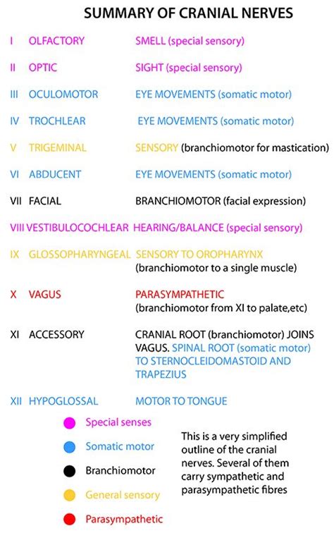 Instant Anatomy Head And Neck Nerves Cranial Classification