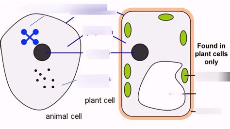 Unit 2 Cells Diagram Quizlet