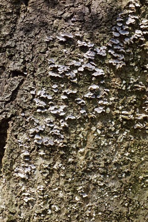 Rough Trunk Of Weathered Tree Stock Photo Image Of Pattern Texture