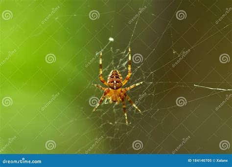Crowned Orb Weaver On Its Web Stock Image Image Of Crowned Dangerous 184140705