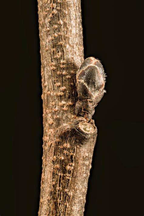 Eastern Redbud Woody Plants Of Ohio