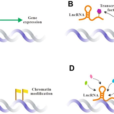 Lncrna Classification Diagram A Bidirectional It Is Transcribed In