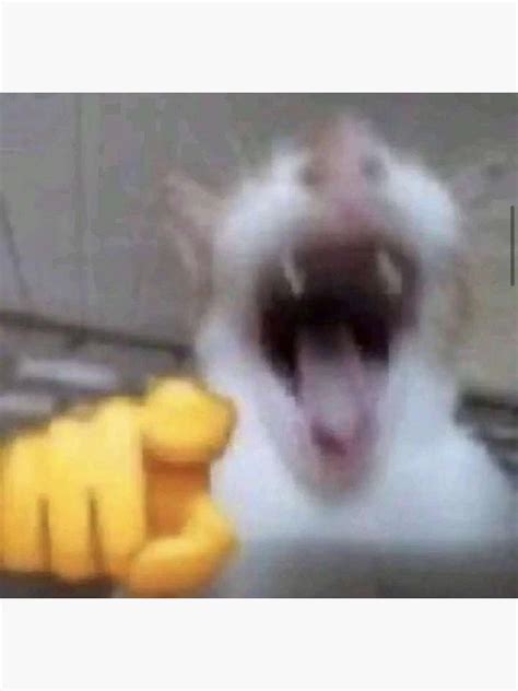 Laughing Cat Memes
