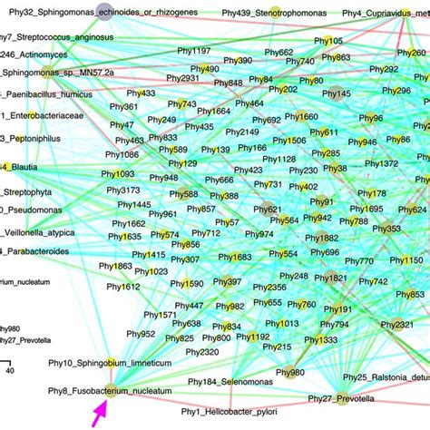 Bacterial Community Network With The Interactions Between The