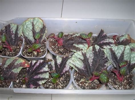 Begonia Plant Reproduction