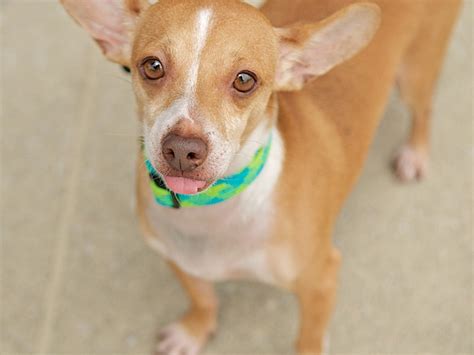 Butterbean Available For Adoption In Tx Blue Dog Rescue