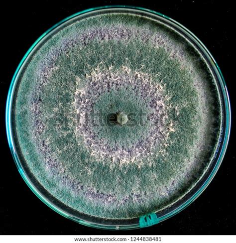 Trichoderma Isolate Soil Culture On Potato Foto De Stock 1244838481