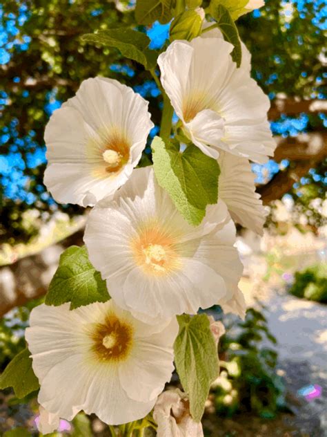 150 Blumen Weiss Und Ideas In 2025 Flowers Plants Pedestrian