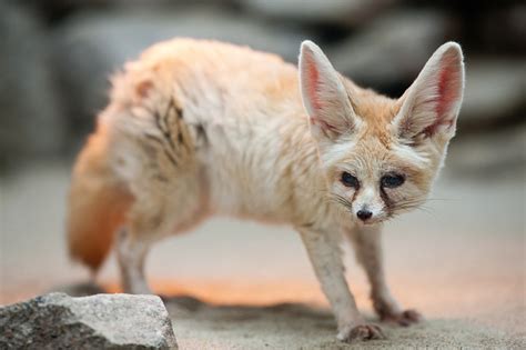ZooKarlsruhe/Fenneks/fennek270519-2