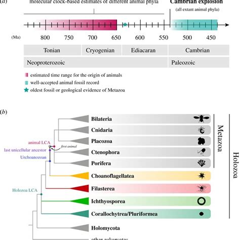 Phylogenetic Classification Of Animals And Their Unicellular Relatives