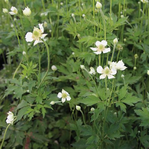 Anemone Virginiana Thimbleweed