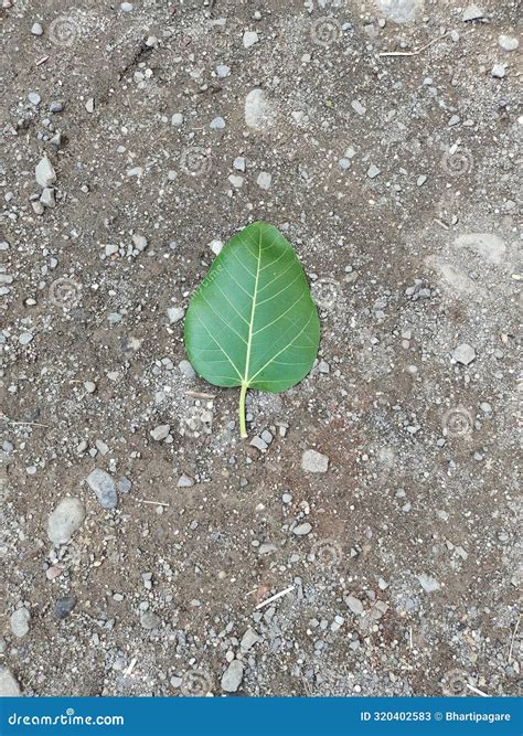 The Green Colour Of The Peepal Tree Leaf Is Good Stock Image Image Of