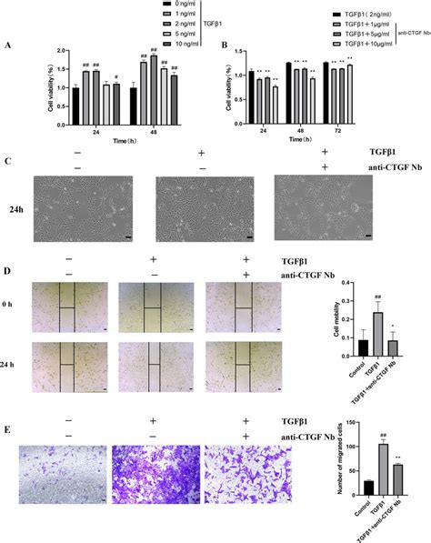 Effect Of Anti Ctgf Nb On Proliferation And Migration Of Lx 2 Cells