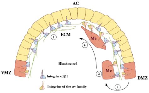 A Model For Integrin Function During Cleavage And Gastrulation Inner