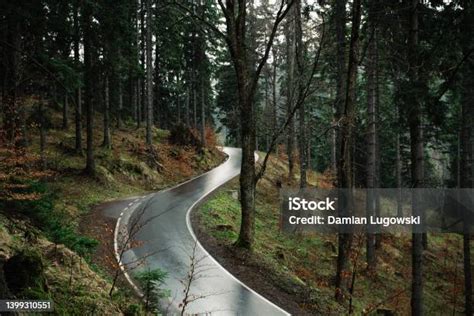 숲을 통해 비가 내린 후 경치 좋은 산 구불 구불 한 길 숲 언덕이있는 빈 젖은 아스팔트 도로 0명에 대한 스톡 사진 및 기타 이미지 Istock