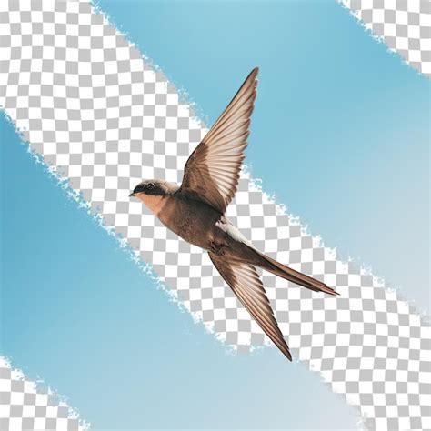 Premium Psd Swift Bird From Eurasia Against Blue Sky Premium Psd Swift Bird From Eurasia Against Blue Sky