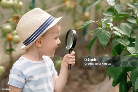 여름 방학 모자를 쓴 작은 아이가 돋보기로 나뭇잎을 바라본다 미취학 아동은 돋보기로 자연을 연구합니다 교육 견학 연구 개념 2 3 살에 대한 스톡 사진 및 기타 이미지