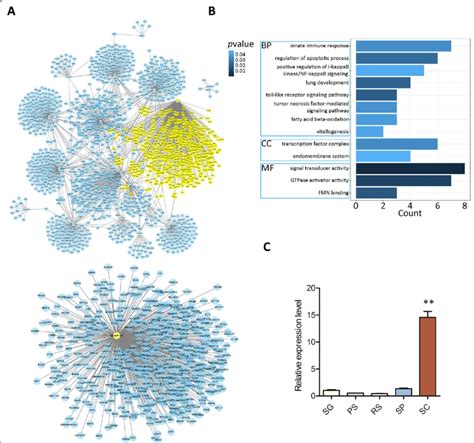 function and expression pattern of ssc mir 149 a net plot of msc