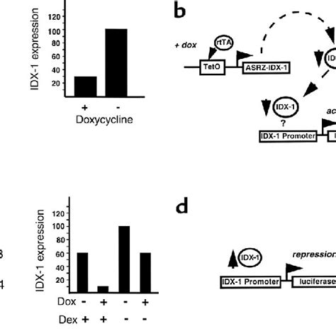 Rip Rtta Tet Asrz Idx 1 Double Transgenic Mice Exhibit Inducible Download Scientific Diagram