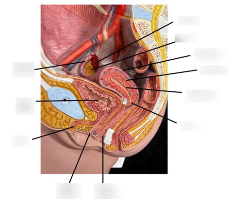 Female Reproductive Model Diagram Quizlet