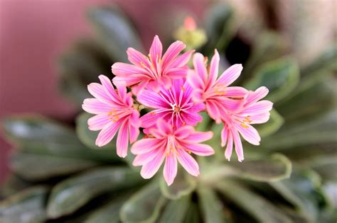 500개 이상 무료 다육 및 다육이 사진 Pixabay