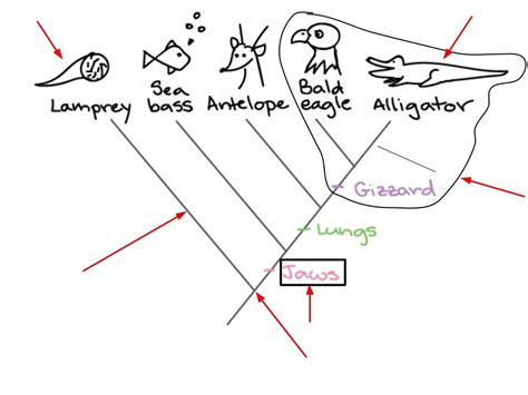 Evolution And Biological Traits Quiz 3 Evolution And Biological Traits