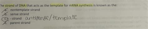 Solved The strand of DNA that acts as the template for mRNA | Chegg.com
