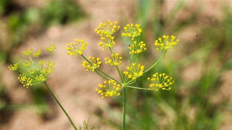 Cow Parsnip Rash