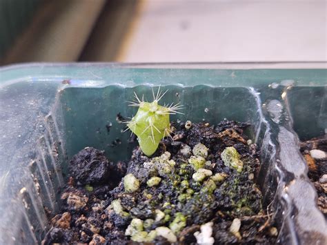 Peruvian Torch Cactus Seedling 6 Weeks Old Rdruggardening