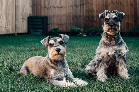 Standard Schnauzer Training Guide Temperament Tips And Care Titan