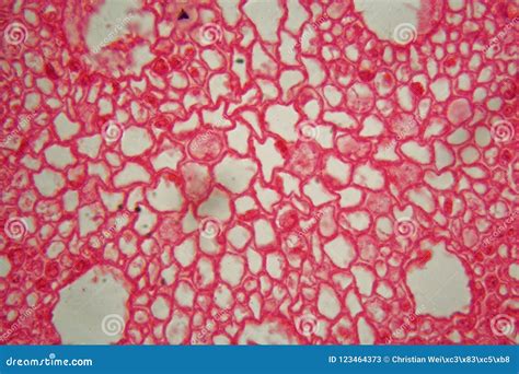 Zea Root Tip Maize Plant Root Longitudinal Section Light Micrograph