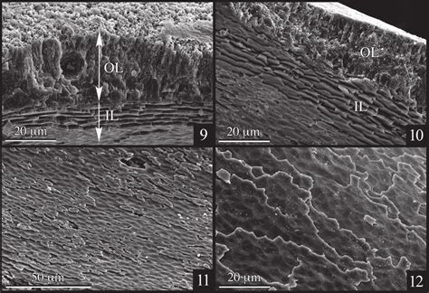 Dilemma Japonicum New Species Shell Microstructure 910 Observed At