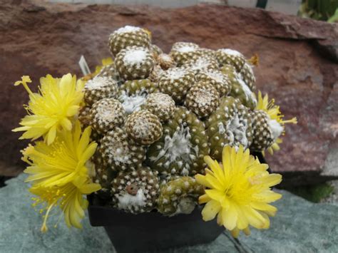 How To Grow And Care For Copiapoa World Of Succulents
