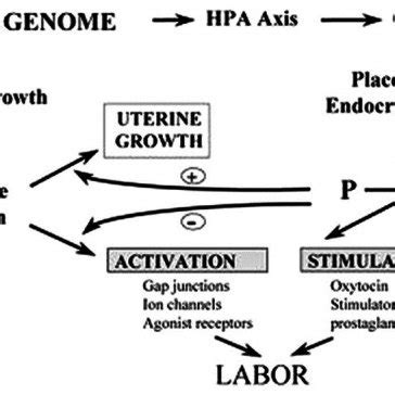 Maternal And Fetal HPA Axis And Stress Induced Preterm Birth COX Download Scientific
