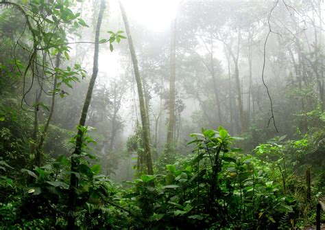 Tropical Rainforest Food Web Example Diagram Teacher Resources